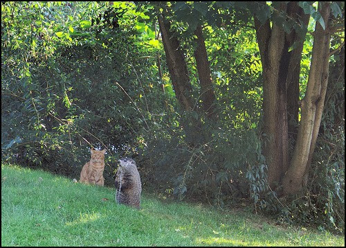 Kitty Stampede: groundhogs.